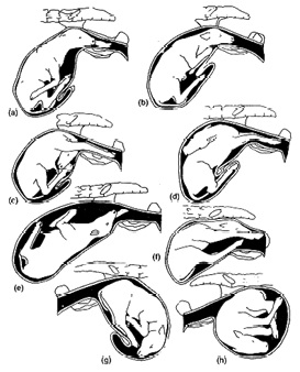 Identifying Dystocia | Farmers' Corner