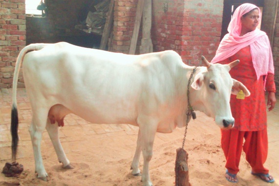 Hariana cattle - Alchetron, The Free Social Encyclopedia